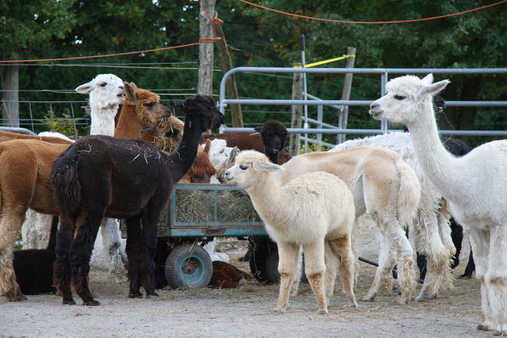 Amongst The Alpacas – Carole Knits