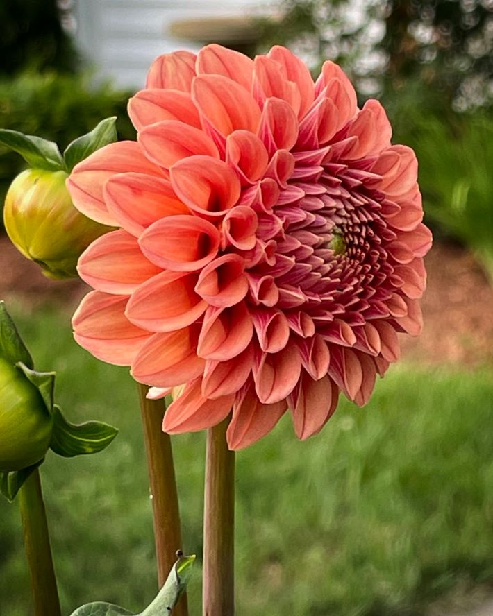 rocco dahlia first bloom – Carole Knits