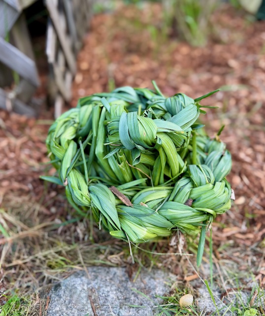 braided daffodil leaves – Carole Knits