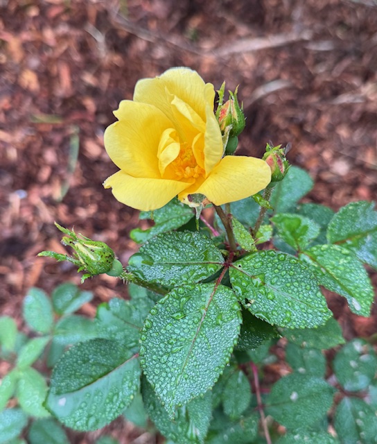 yellow rose – Carole Knits