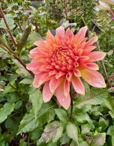 kenora lisa dahlia – Carole Knits